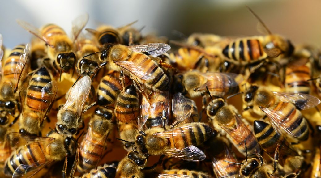 Killer Bees (Africanized Honey Bees) are responsible for more than ...